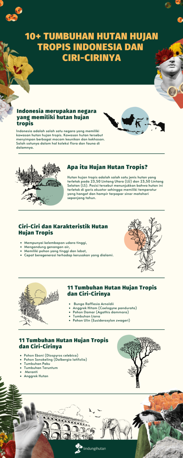 10 Hutan Hujan Tropis di Indonesia dan Keanekaragaman Hayatinya
