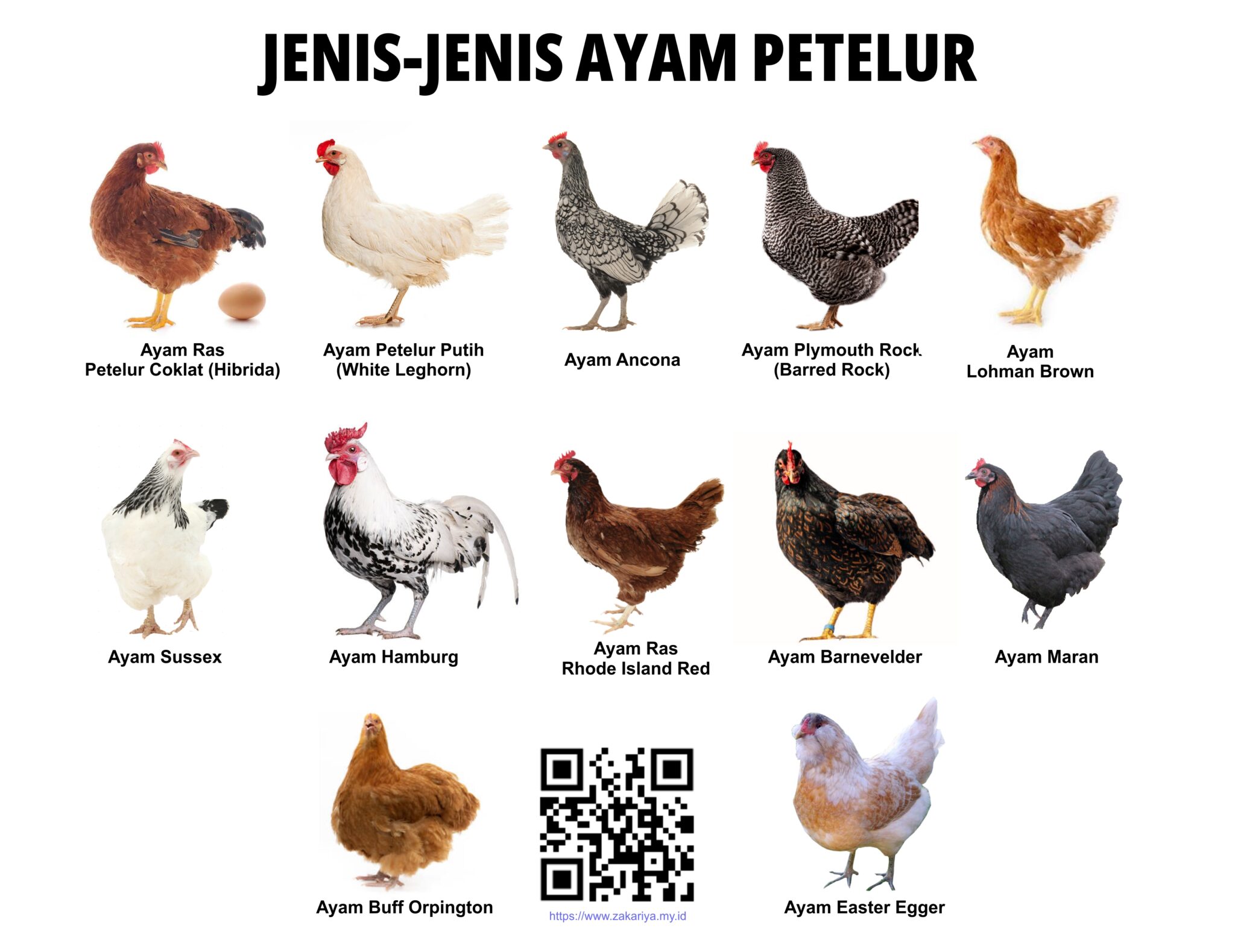 10 Jenis Ayam Populer di Dunia dan Kegunaannya dalam Industri Pangan