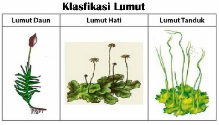 10 Tumbuhan Lumut Beserta Nama Latin yang Menambah Wawasan Flora Mikro!